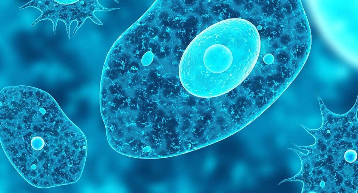 Parasites That Infect Humans - Dr Sandra Cabot MD